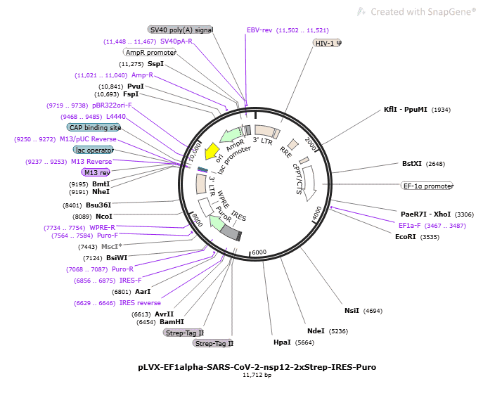 pLVX-EF1alpha-SARS-CoV-2-NSP12-2xStrep-IRES-Puro